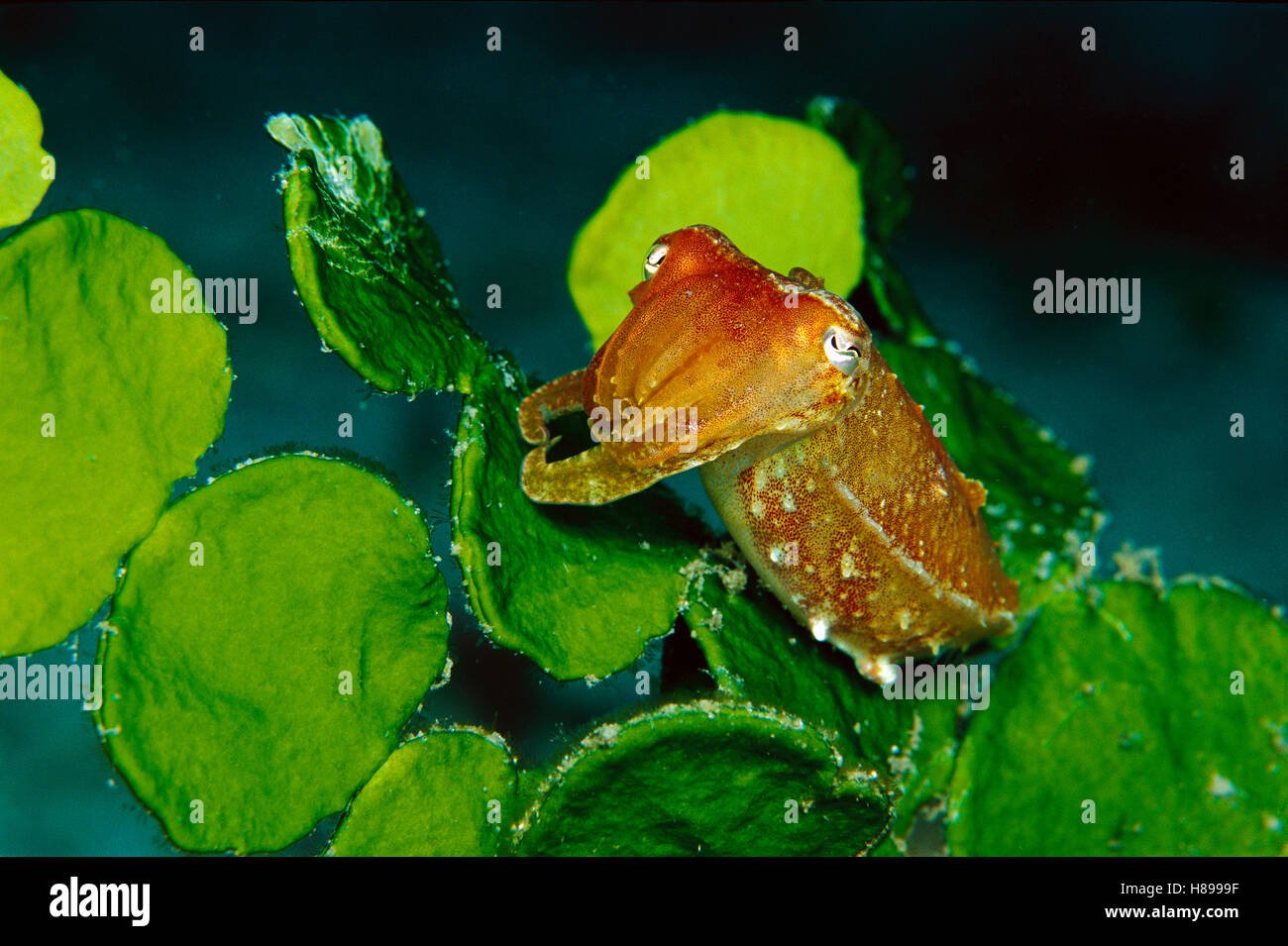 Cuttlefish (Sepia sp) clinging to Algae (Halimeda macroloba) 50 feet ...