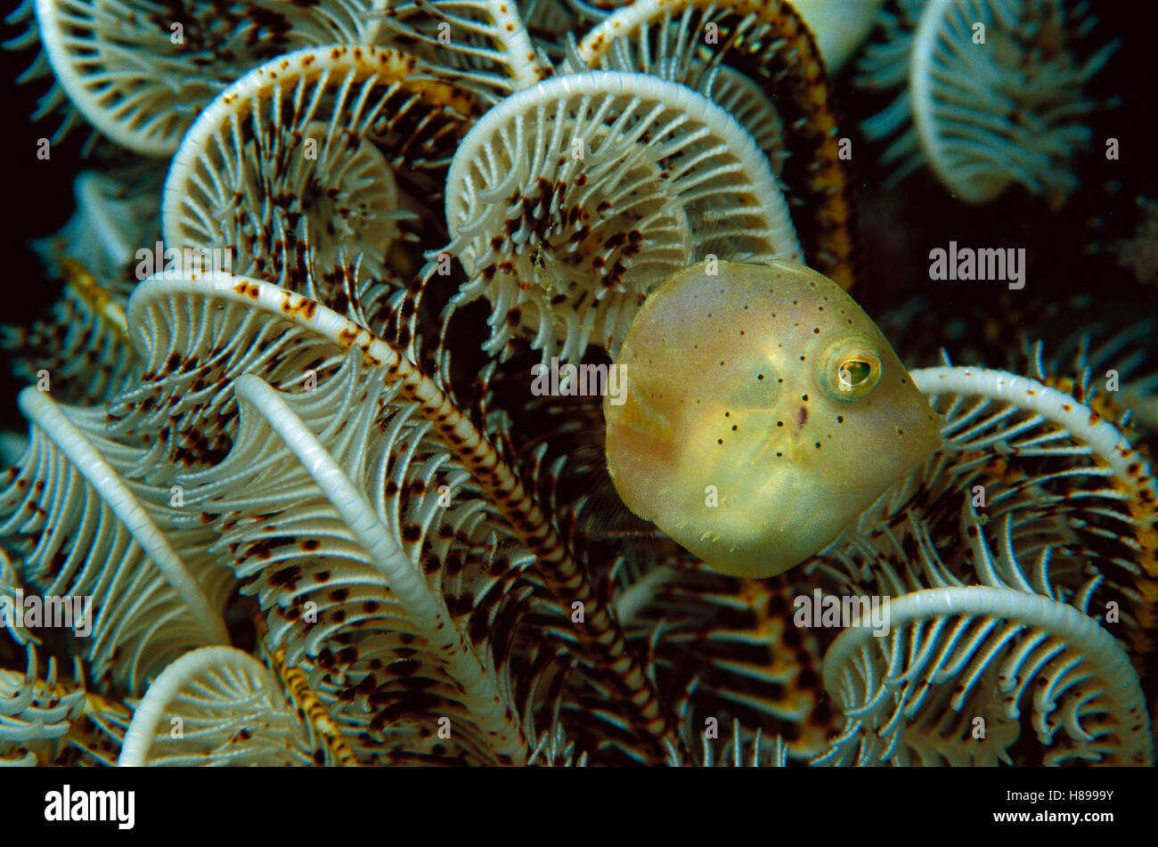 Filefish (Monacanthidae) juvenile in Feather Star, 60 feet deep, Papua ...