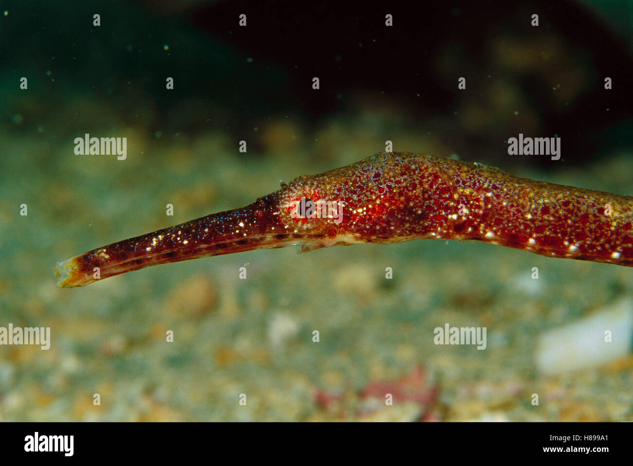 Double-ended Pipefish (Syngnathoides biaculeatus) 60 feet deep, Papua ...