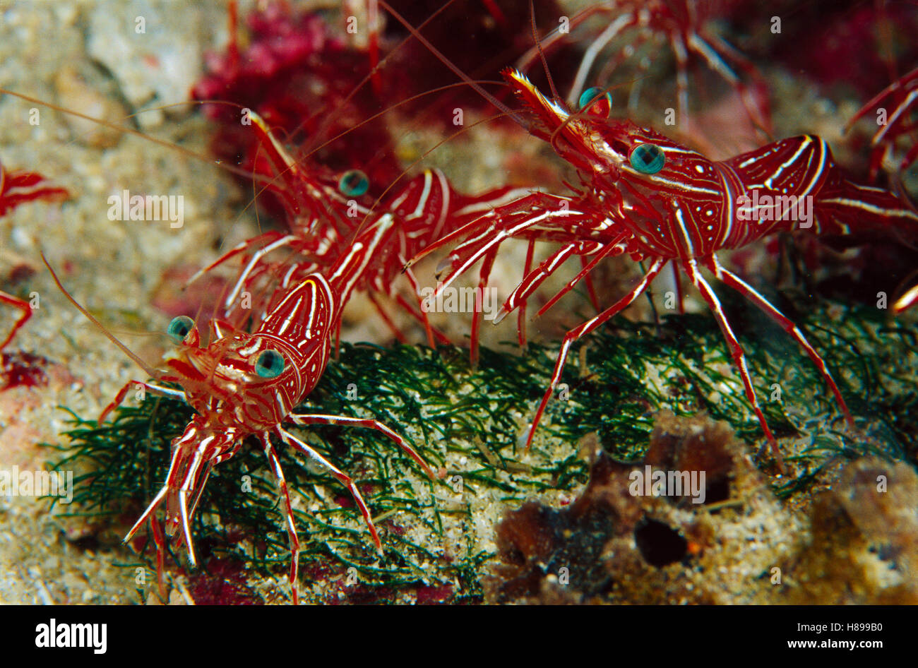 Hingebeak Shrimp (Rhynchocinetes durbanensis) 30 feet deep, Papua New ...