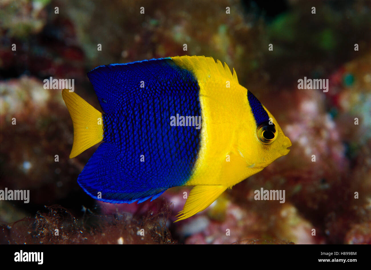 Blue and Gold Angelfish (Centropyge bicolor) 40 feet deep, Papua New ...