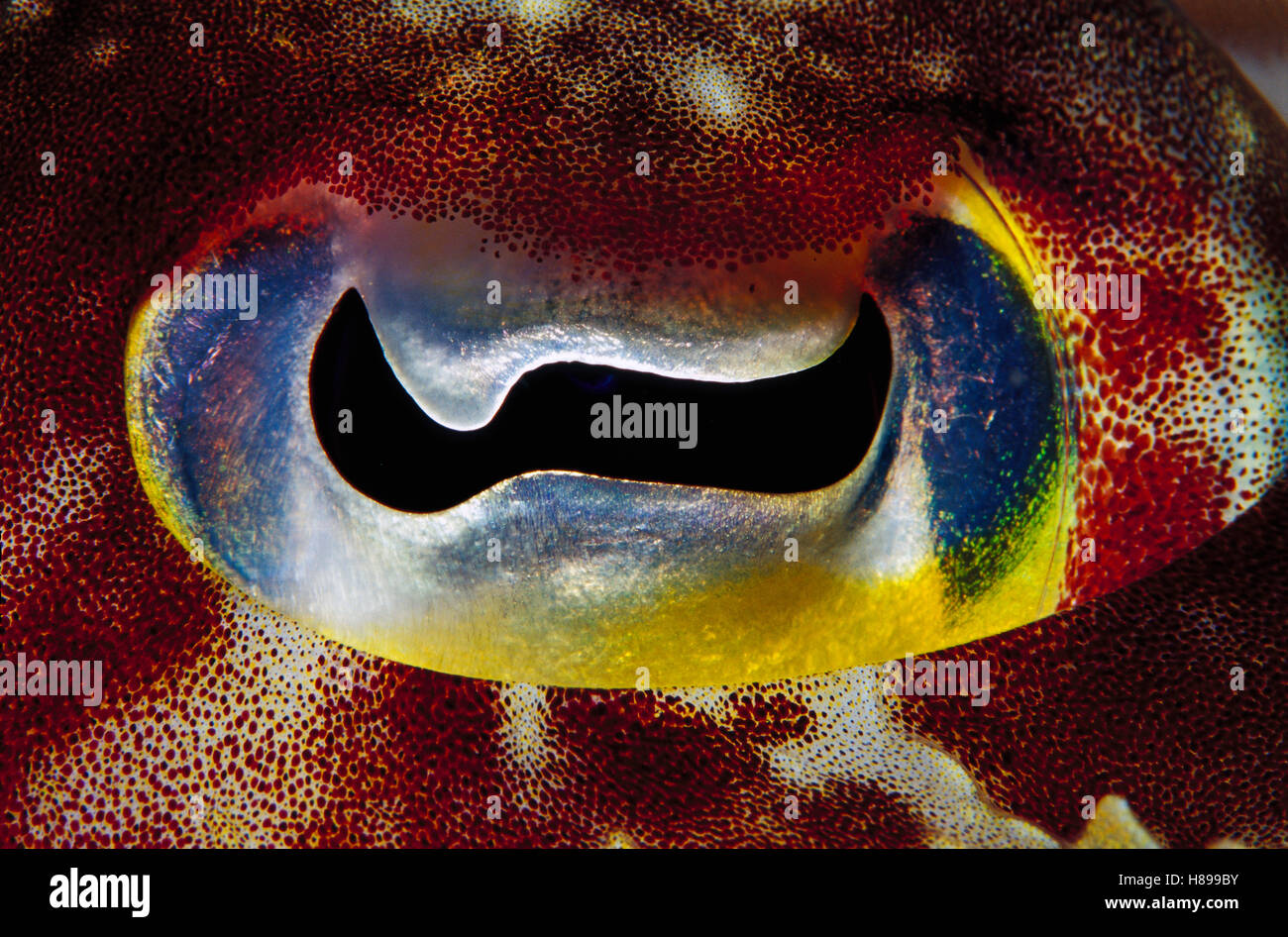 Cuttlefish (Sepia sp) eye detail, Papua New Guinea Stock Photo - Alamy