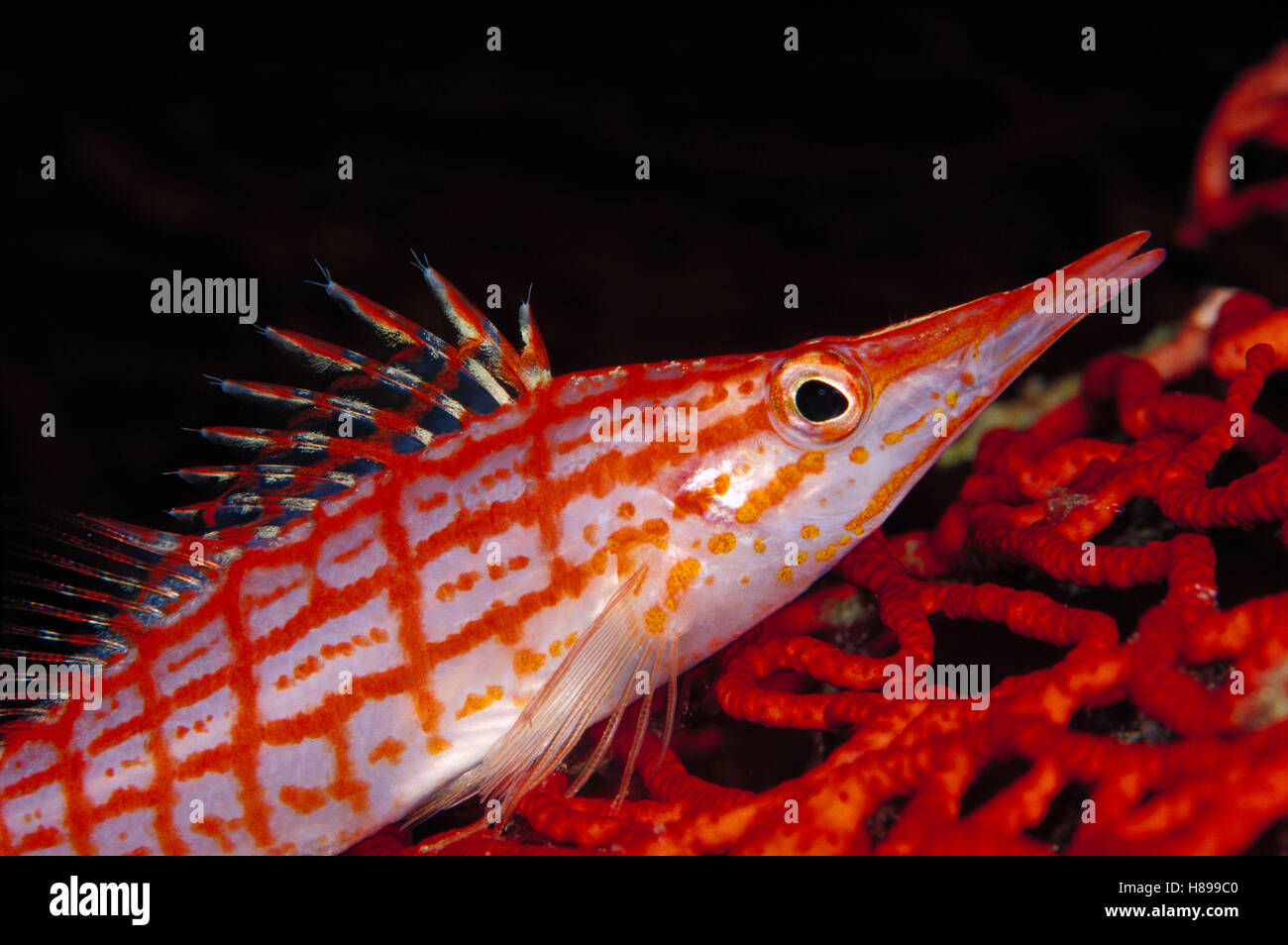Longnose Hawkfish (Oxycirrhites typus) on Sea Fan, 50 feet deep, Papua ...