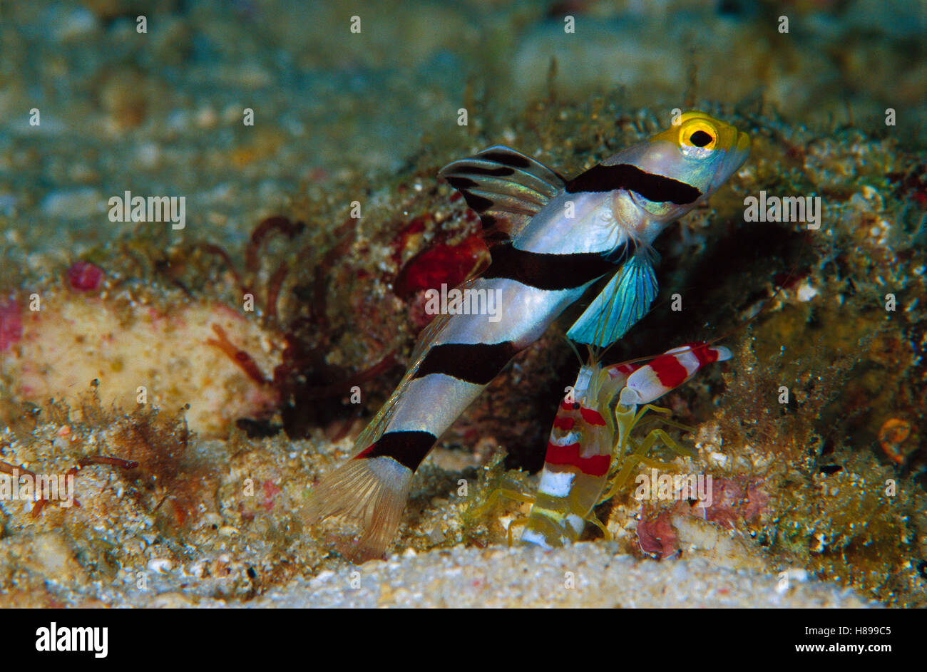 Black-rayed Shrimpgoby (Stonogobiops nematodes) with Shrimp guarding ...