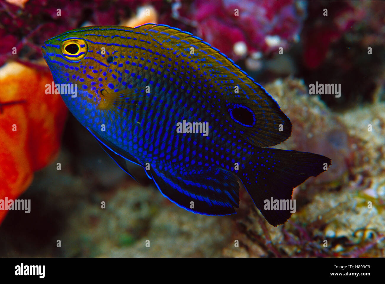Princess Damsel (Pomacentrus vaiuli) 40 feet deep, Papua New Guinea ...