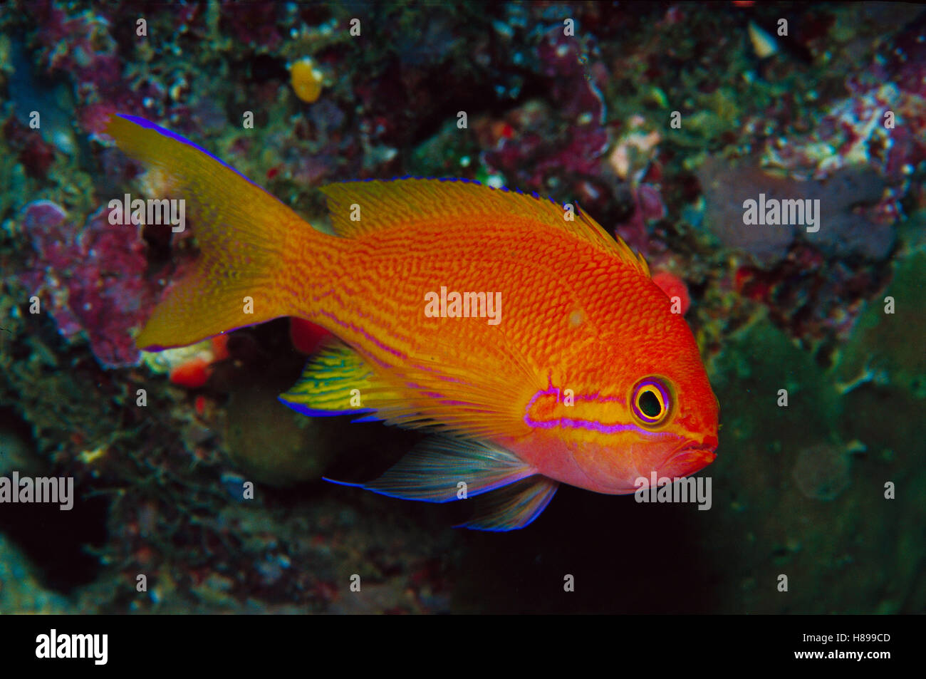 Squarespot Anthias (Pseudanthias pleurotaenia) female 50 feet deep ...
