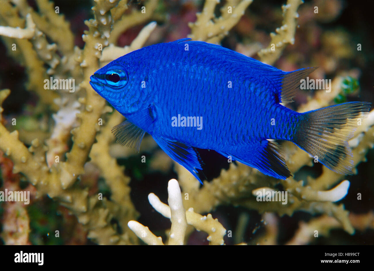Springer's Damsel (Chrysiptera springeri) 40 feet deep, Papua New ...
