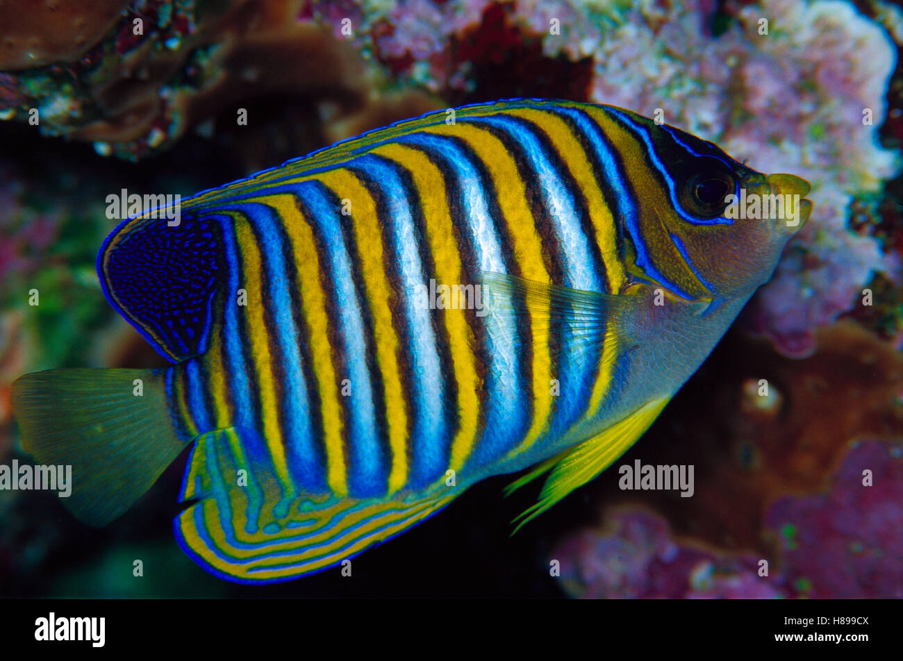 Royal Angelfish (Pygoplites diacanthus) 40 feet deep, Papua New Guinea ...