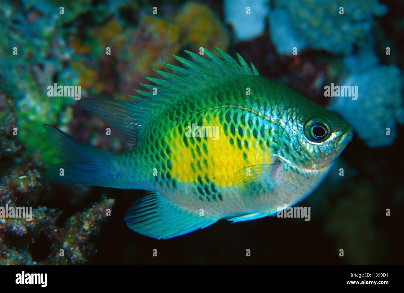 Blue Damselfish (Pomacentrus pavo) 50 feet deep, Papua New Guinea Stock ...