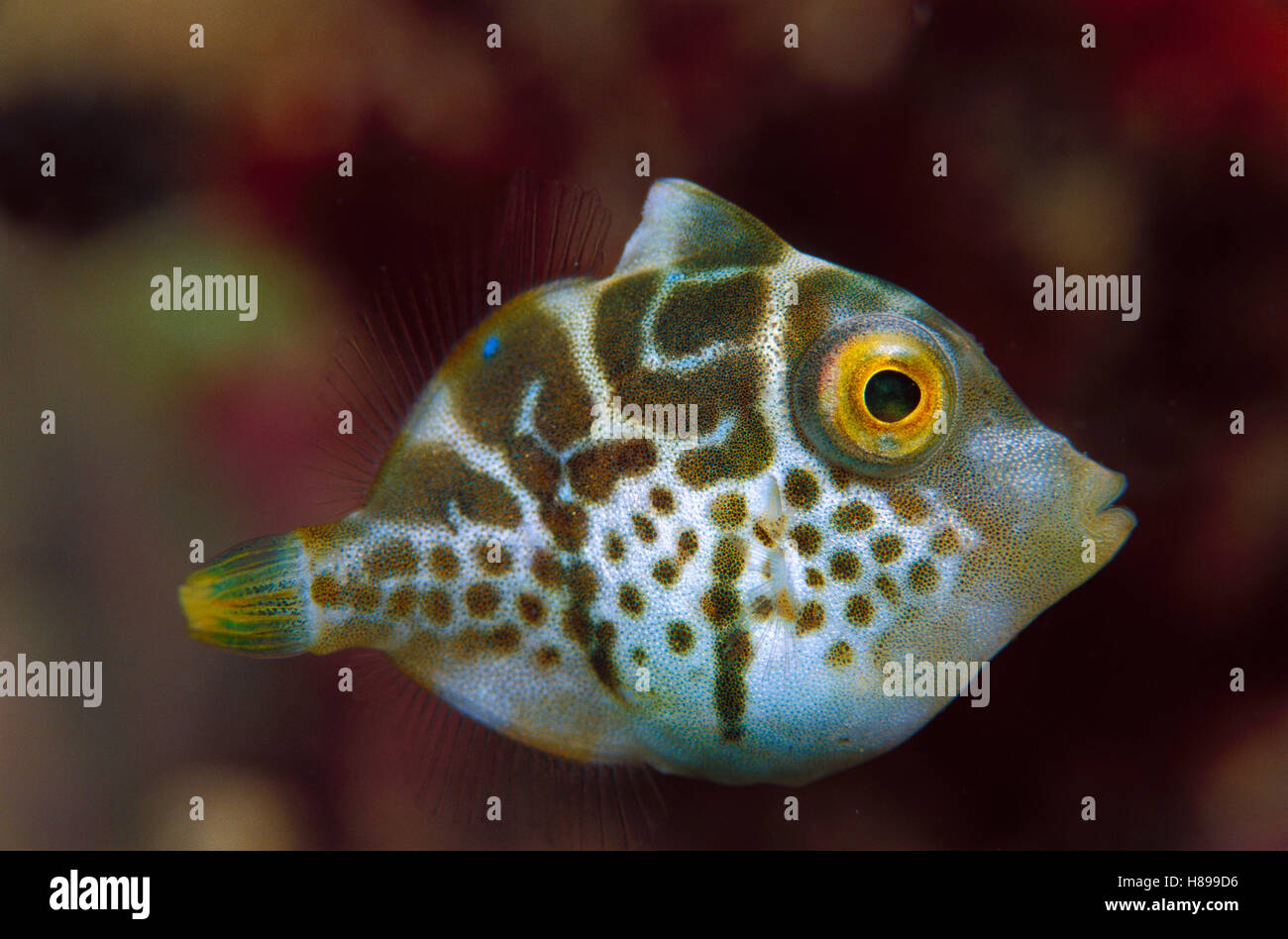 Filefish (Pseudomonacanthus sp) juvenile 30 feet deep, Papua New Guinea ...