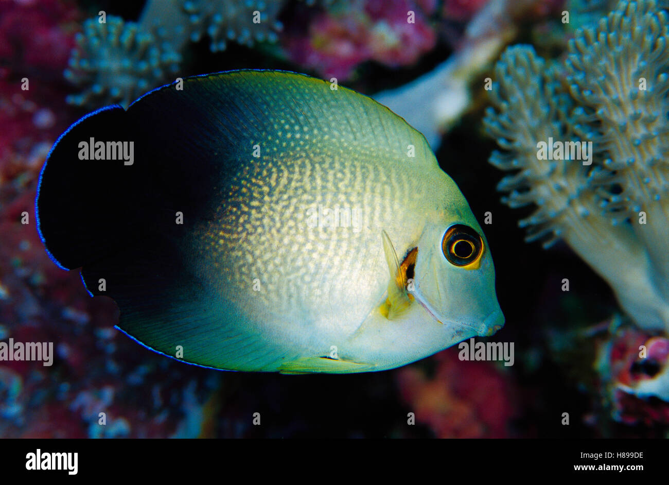 Pearl-scaled Angelfish (Centropyge vroliki) 40 feet deep, Papua New ...