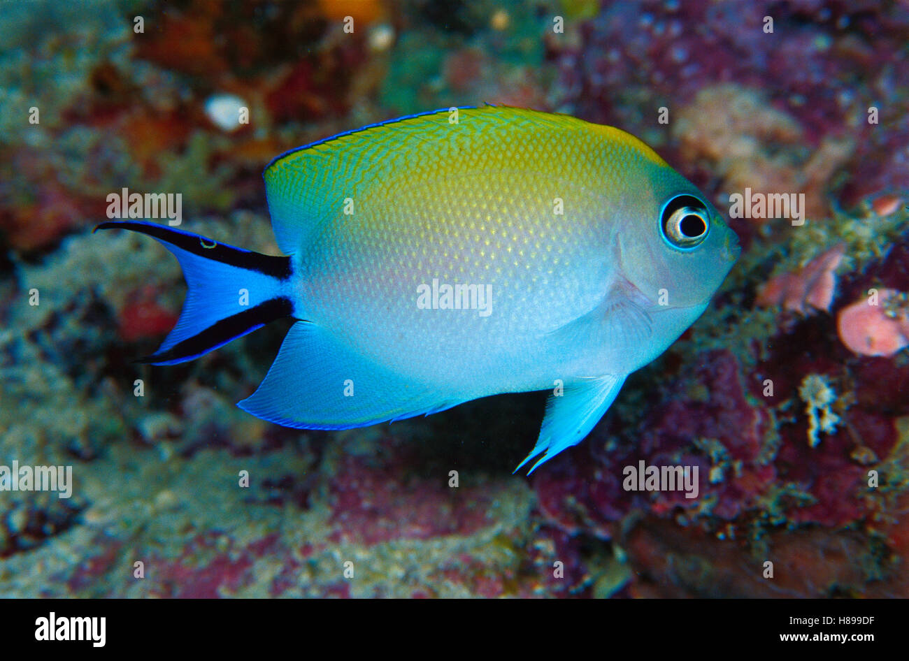 Blackspot Angelfish (Genicanthus melanospilos) female, 60 feet deep ...