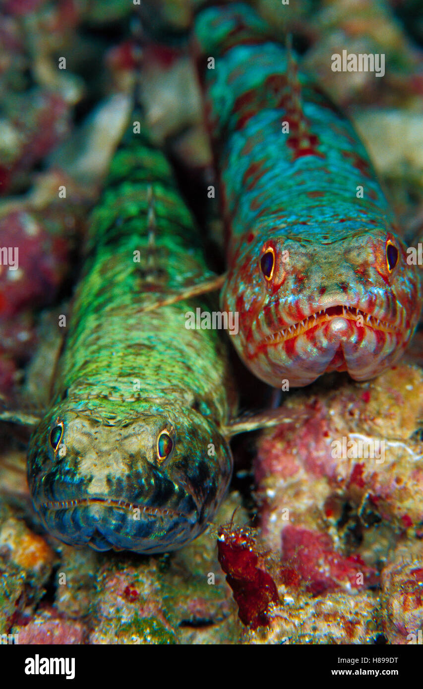 Lizardfish (Synodontidae) pair, 60 feet deep, Solomon Islands Stock ...