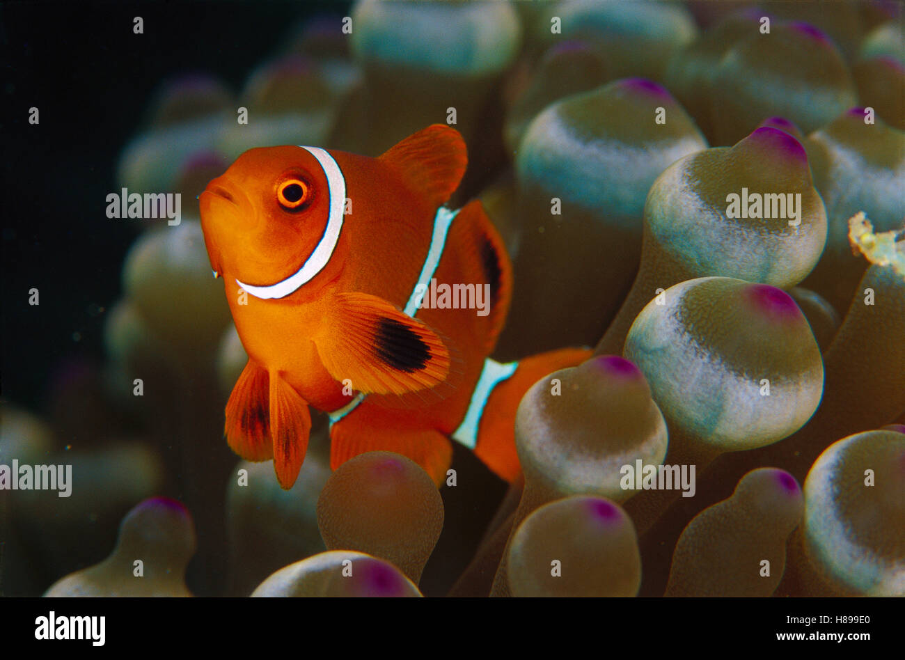 Spine-cheek Anemonefish (Premnas biaculeatus) juvenile, 40 feet deep, Solomon Islands Stock ...