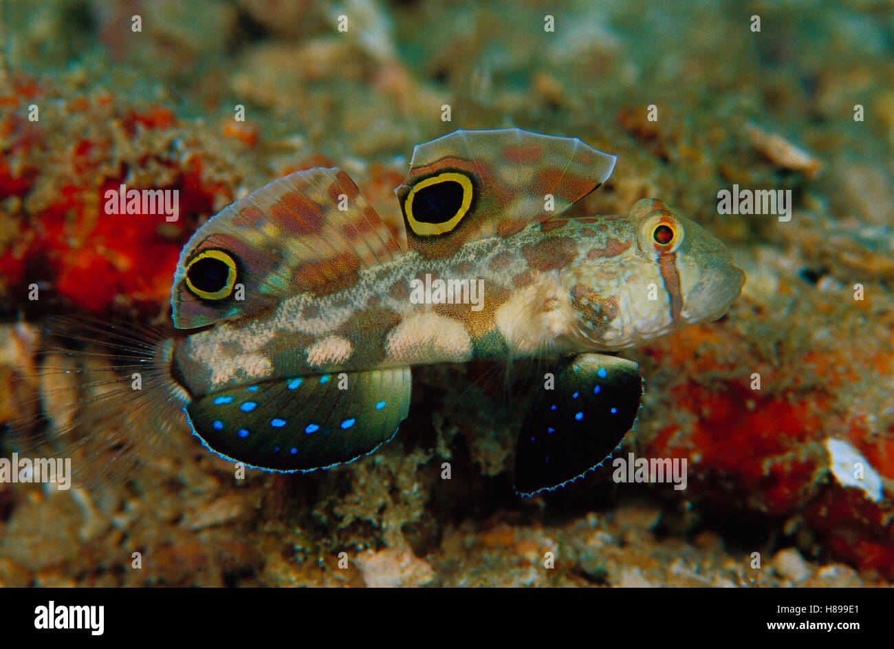 Signal Goby (Signigobius biocellatus) 30 feet deep, Solomon Islands ...