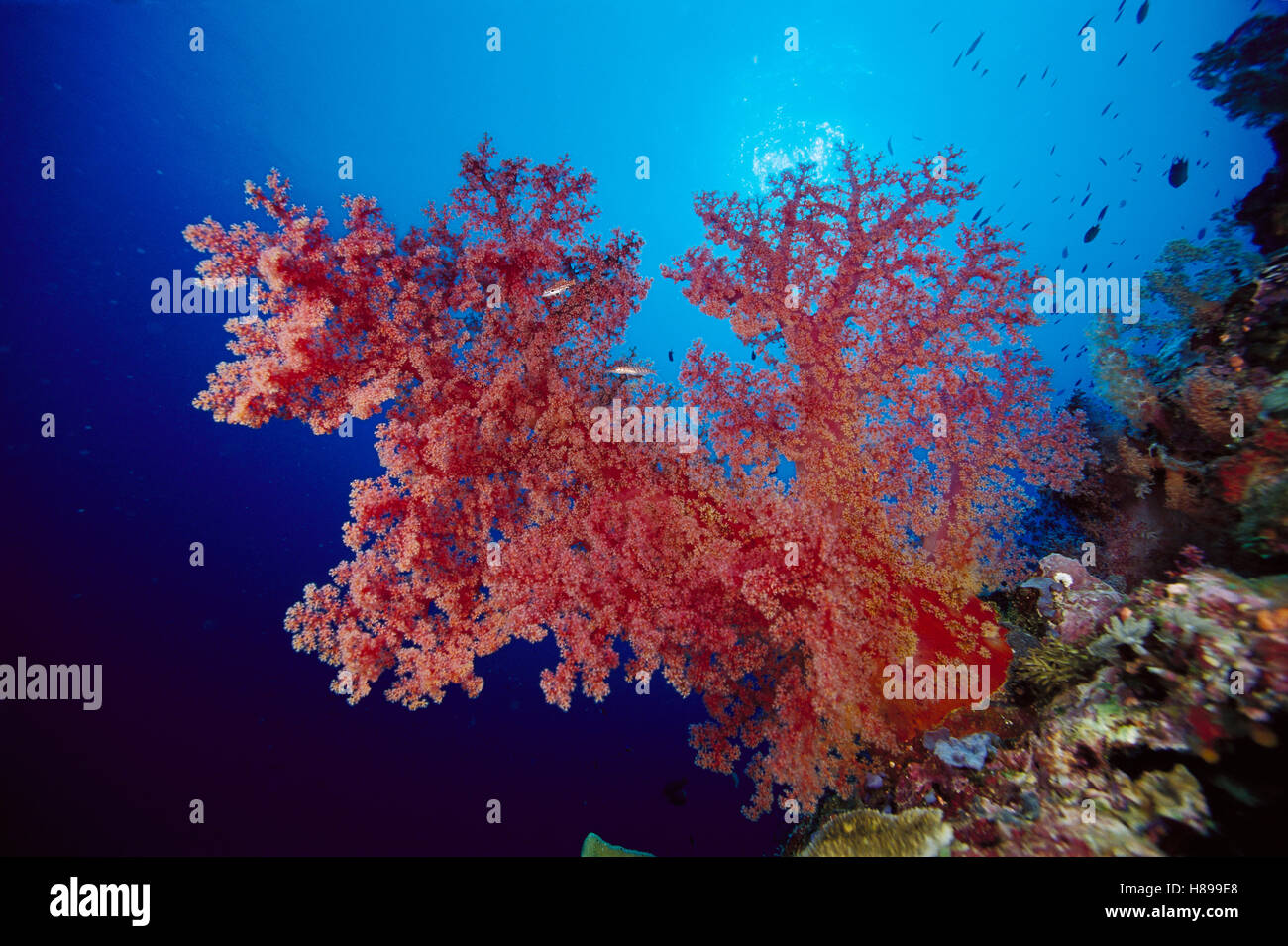 Soft Coral (Dendronephthya sp) outcroppings 80 feet deep, Solomon ...