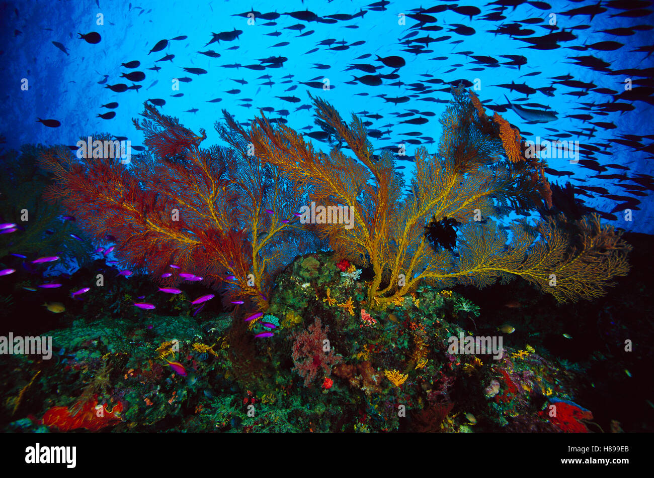 Sea Fan (Melithaea sp) 70 feet deep, Papua New Guinea Stock Photo - Alamy