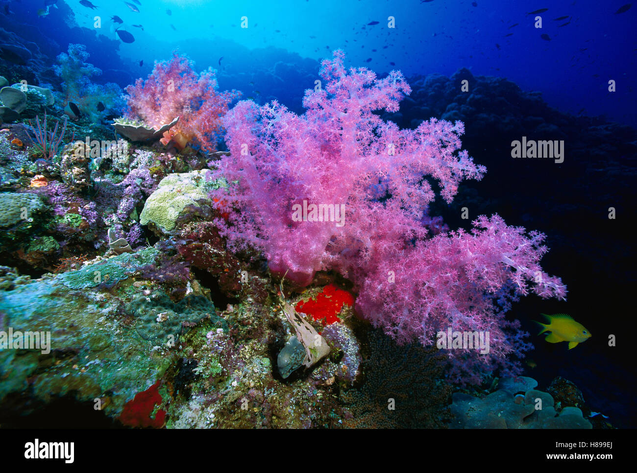 Soft Coral (Dendronephthya sp) outcroppings 50 feet deep, Papua New ...