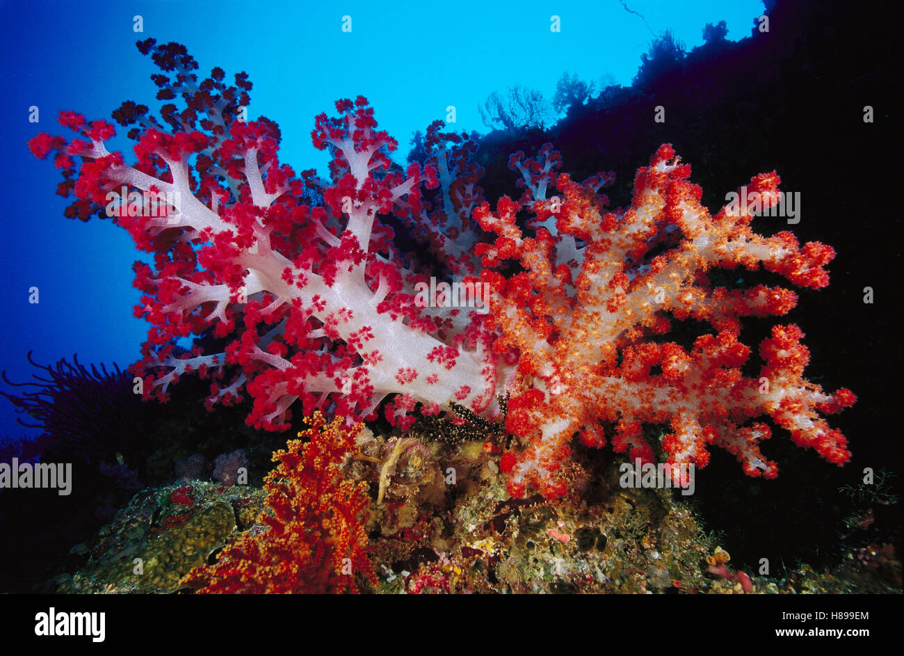 Soft Coral (Dendronephthya sp) outcroppings 60 feet deep, Solomon ...