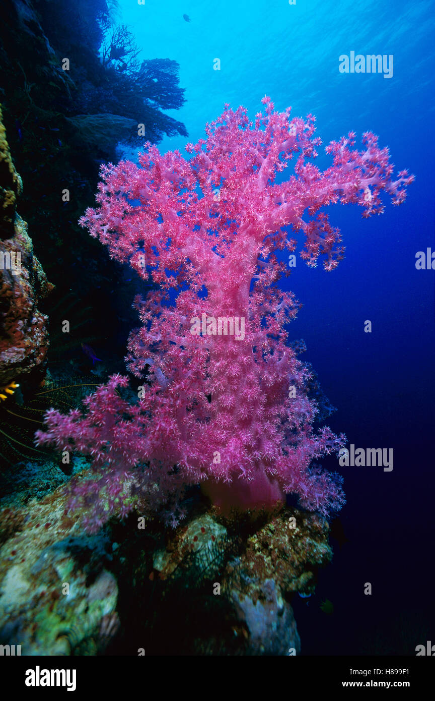 Soft Coral (Dendronephthya sp) outcroppings 60 feet deep, Papua New ...
