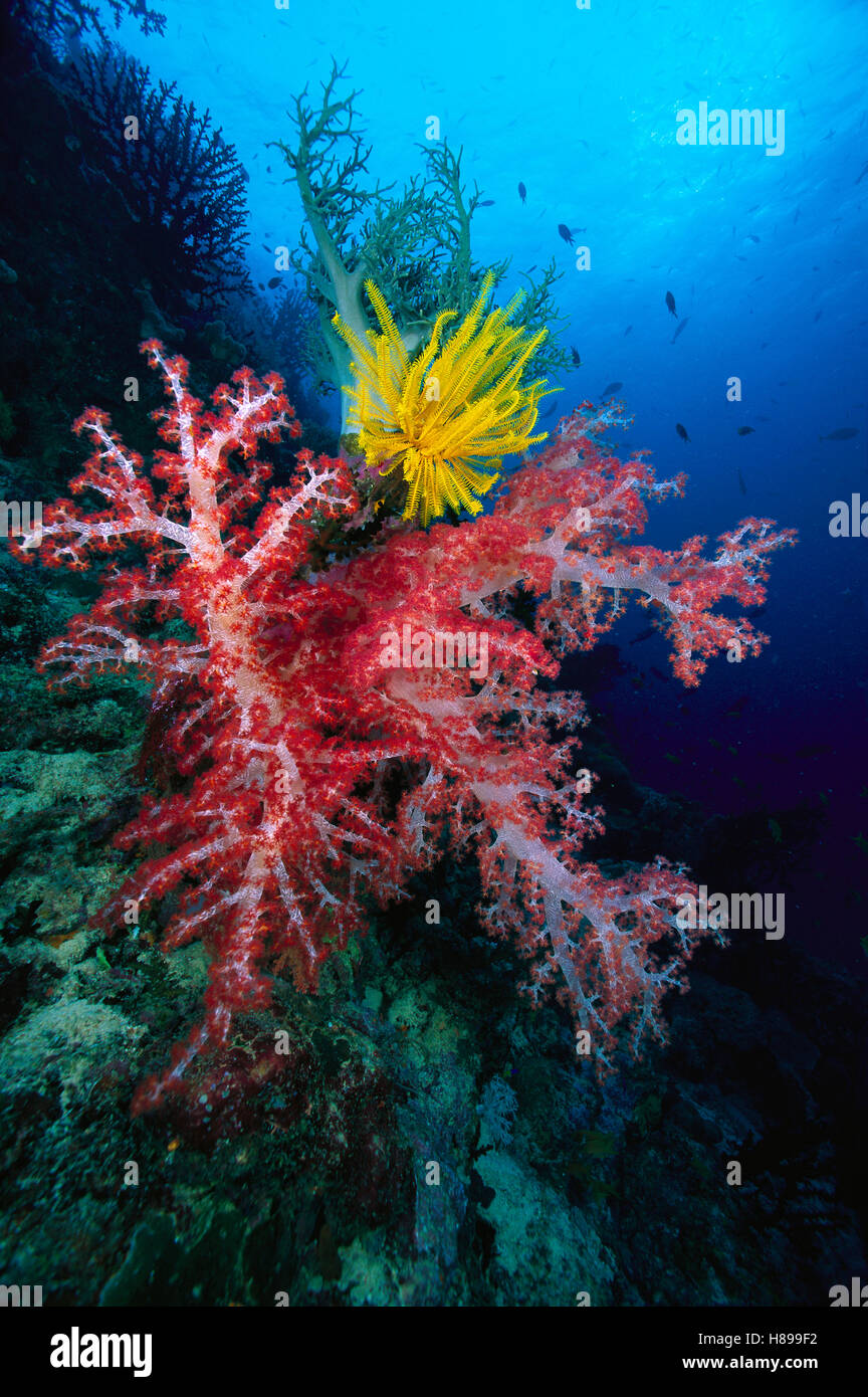 Soft Coral (Dendronephthya sp) outcroppings and Yellow Crinoid, 60 feet ...