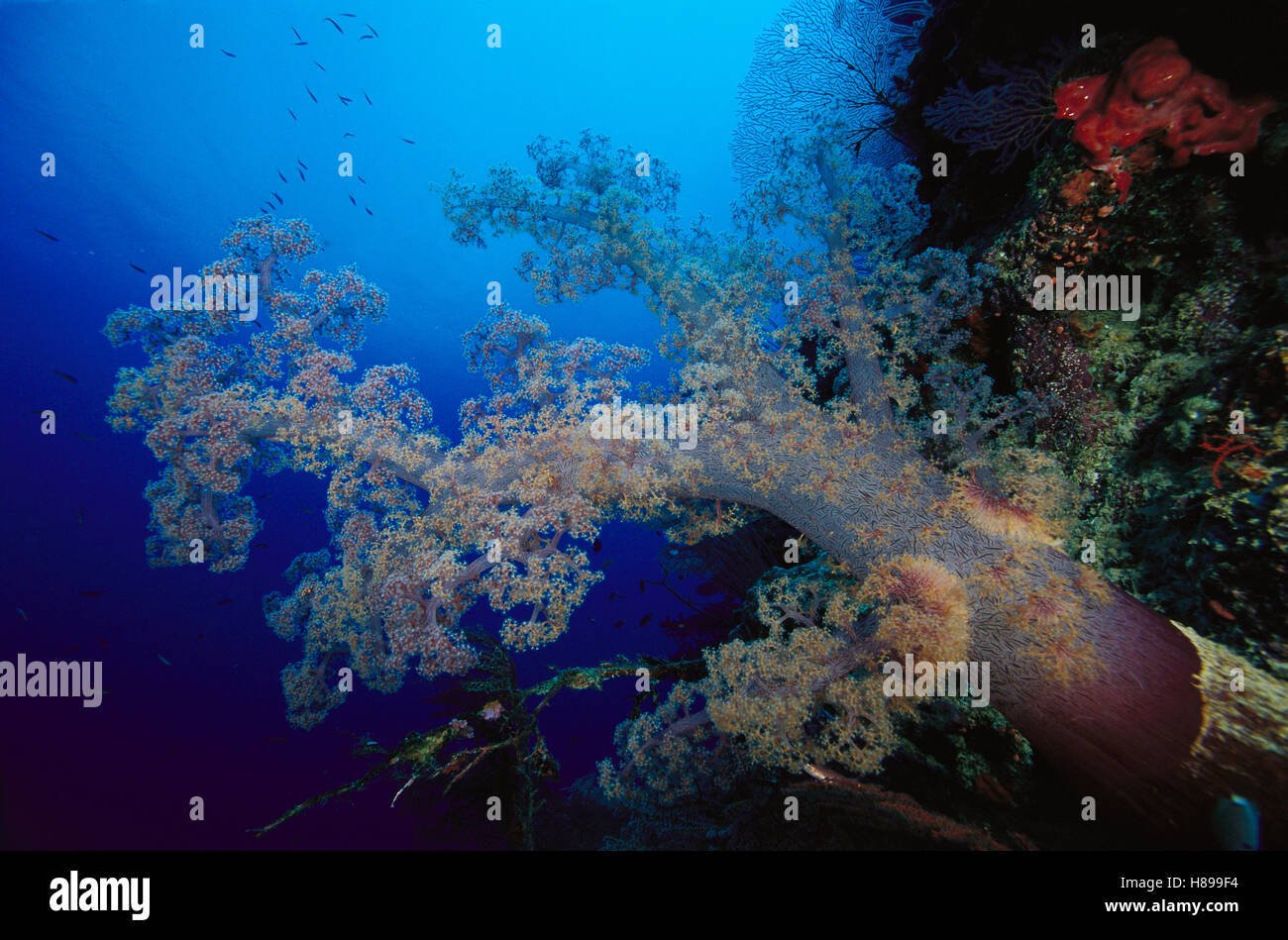 Soft Coral (Dendronephthya sp) outcroppings 60 feet deep, Solomon ...