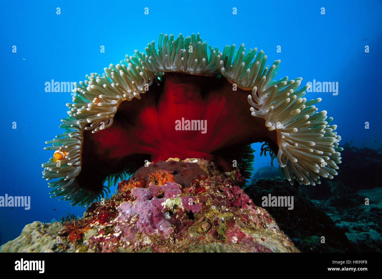 Magnificent Sea Anemone (Heteractis magnifica) 20 feet deep, Solomon ...