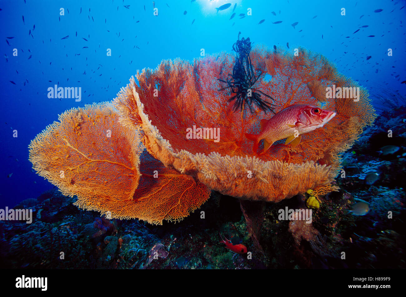 Sea Fan (Melithaea sp) and Squirrelfish (Sargocentron) 60 feet deep ...