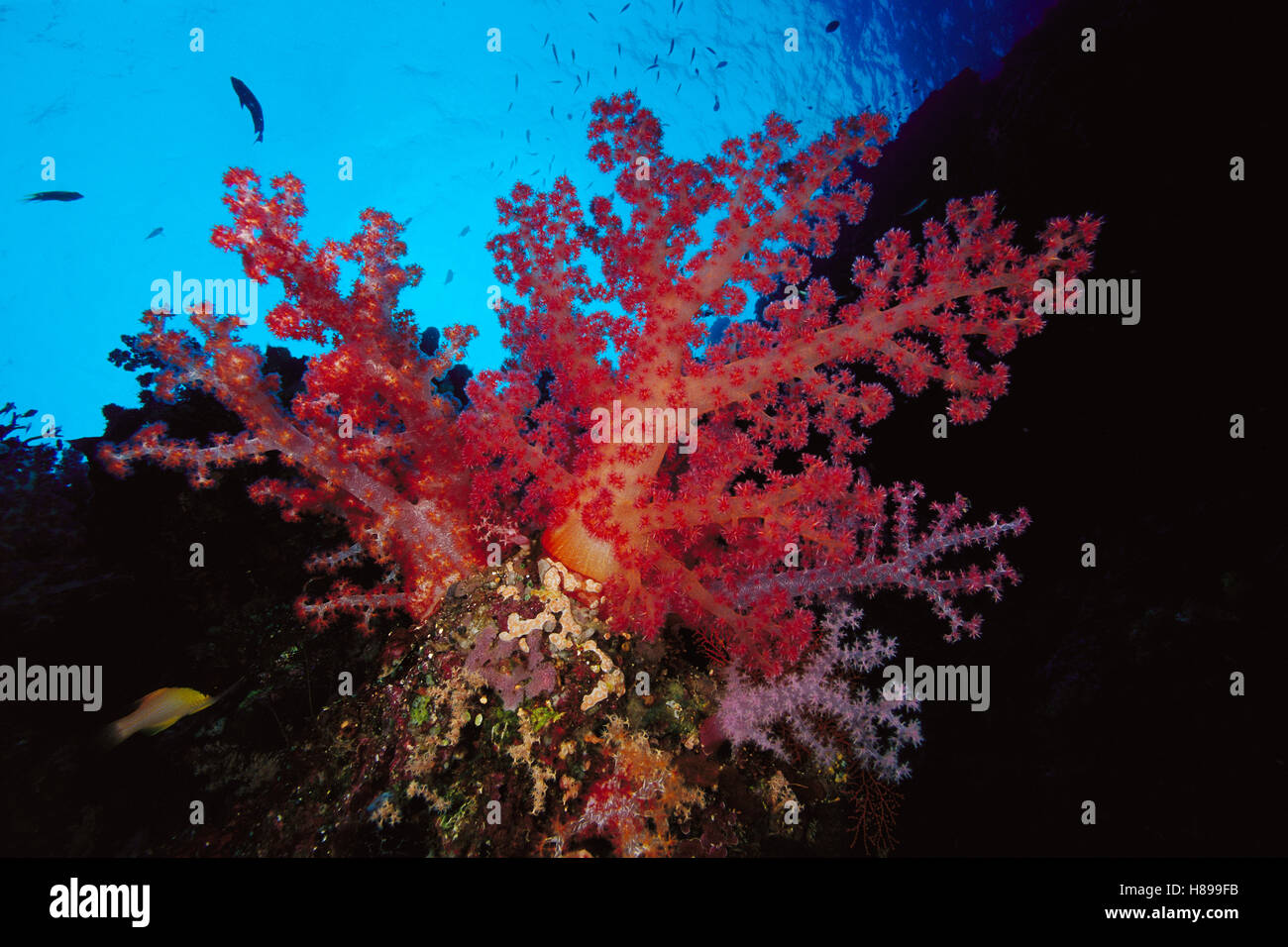 Soft Coral (Dendronephthya sp) outcroppings 60 feet deep, Solomon ...