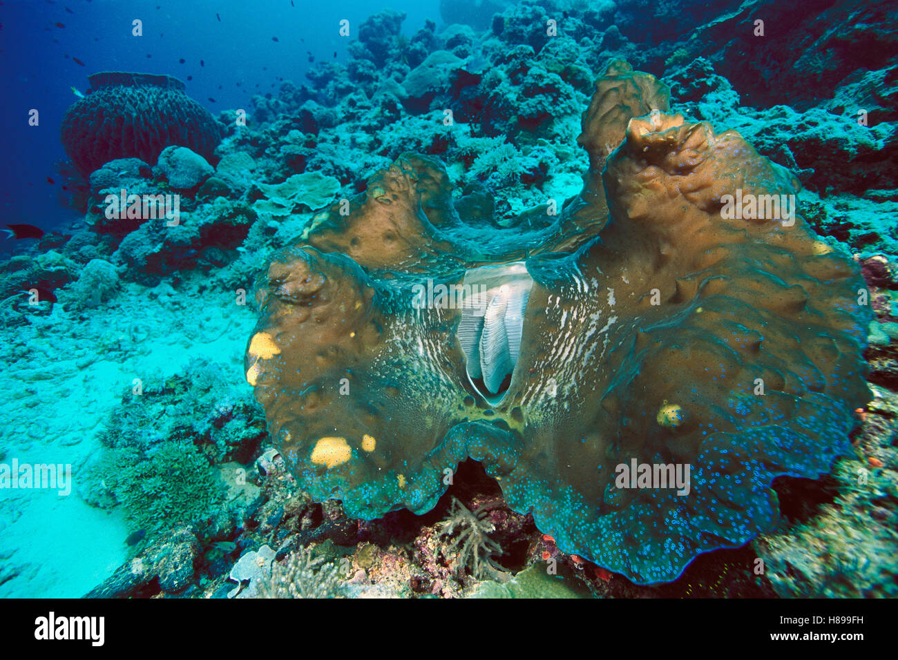 Giant Clam (Tridacna gigas) world's largest and heaviest mollusk, 10 ...