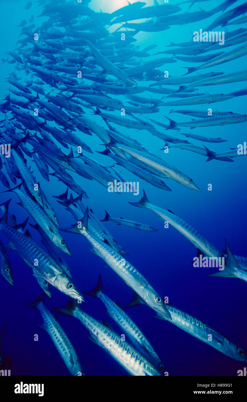 Barracuda (Sphyraena sp) school, 50 feet deep, Solomon Islands Stock ...