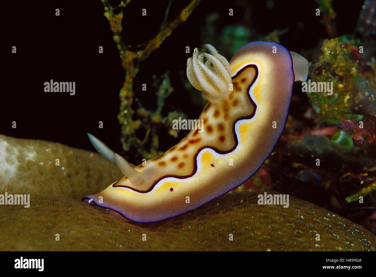 Nudibranch (Chromodoris sp) showing feathery gills, 50 feet deep ...