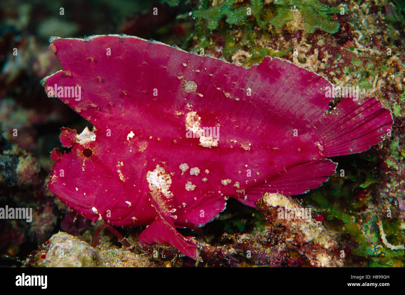 Leaf Scorpionfish (Taenianotus triacanthus) portrait, venomous reef ...