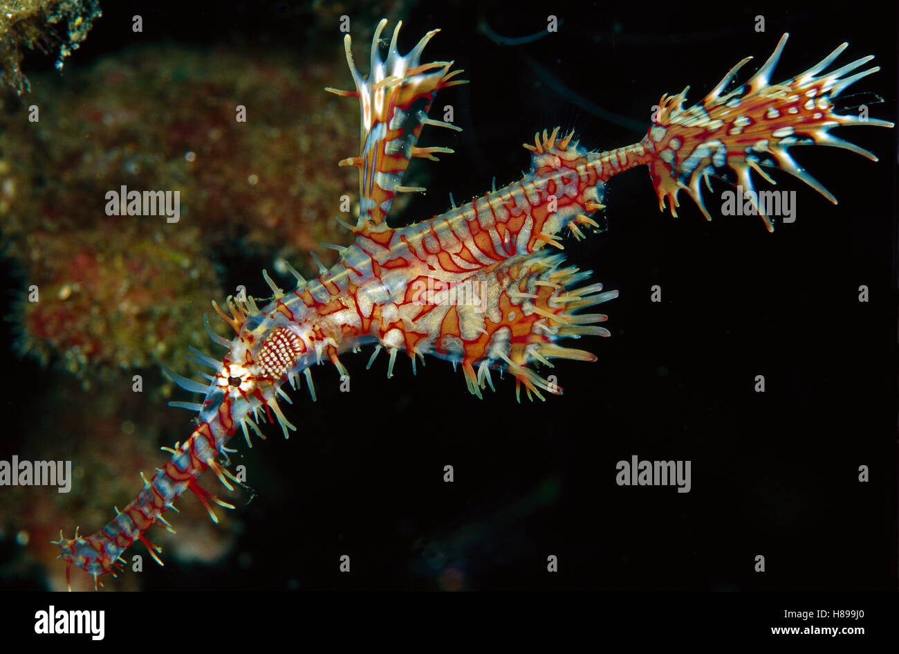 Harlequin Ghost Pipefish (Solenostomus paradoxus) 50 feet deep, Papua ...