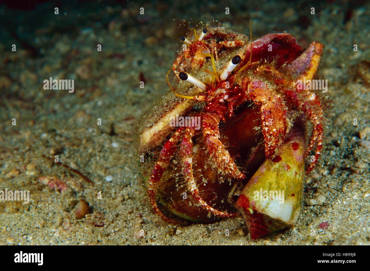 Hermit crab new shell underwater High Resolution Stock Photography and ...