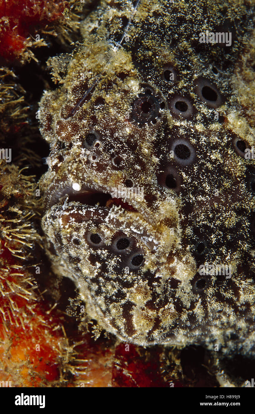 Frogfish (Antennarius sp) 30 feet deep, Papua New Guinea Stock Photo ...