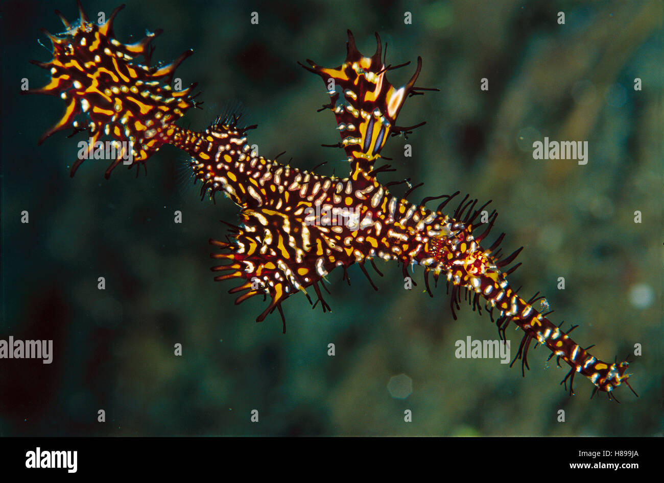Harlequin Ghost Pipefish (Solenostomus paradoxus) female, 60 feet deep ...