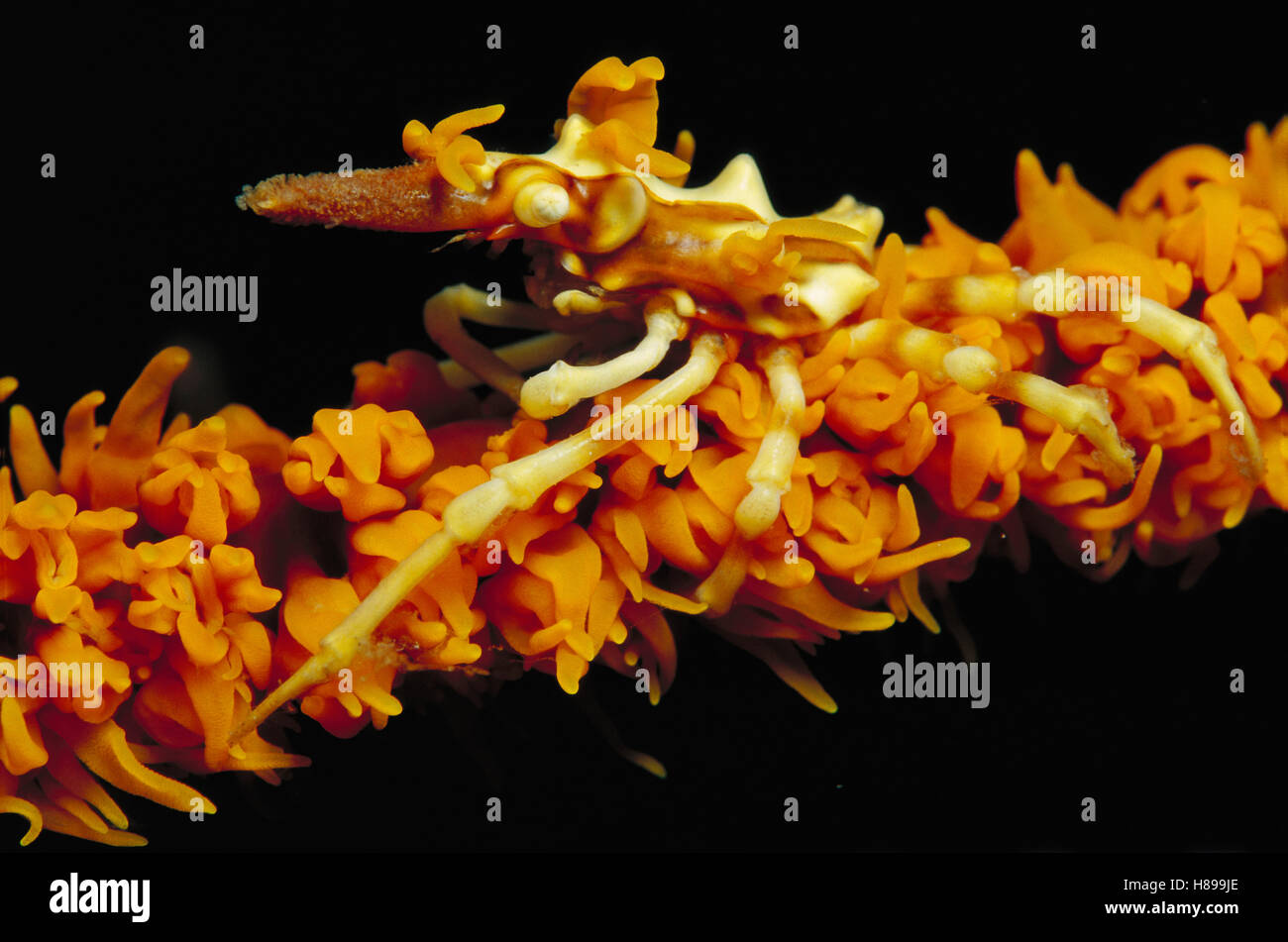 Xeno Crab (Xenocarcinus tuberculatus) on Wire Coral (Cirrhipathes sp ...