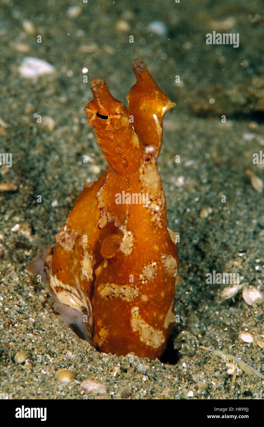 Octopus (Octopus sp) peeking from burrow, 50 feet deep, Papua New ...