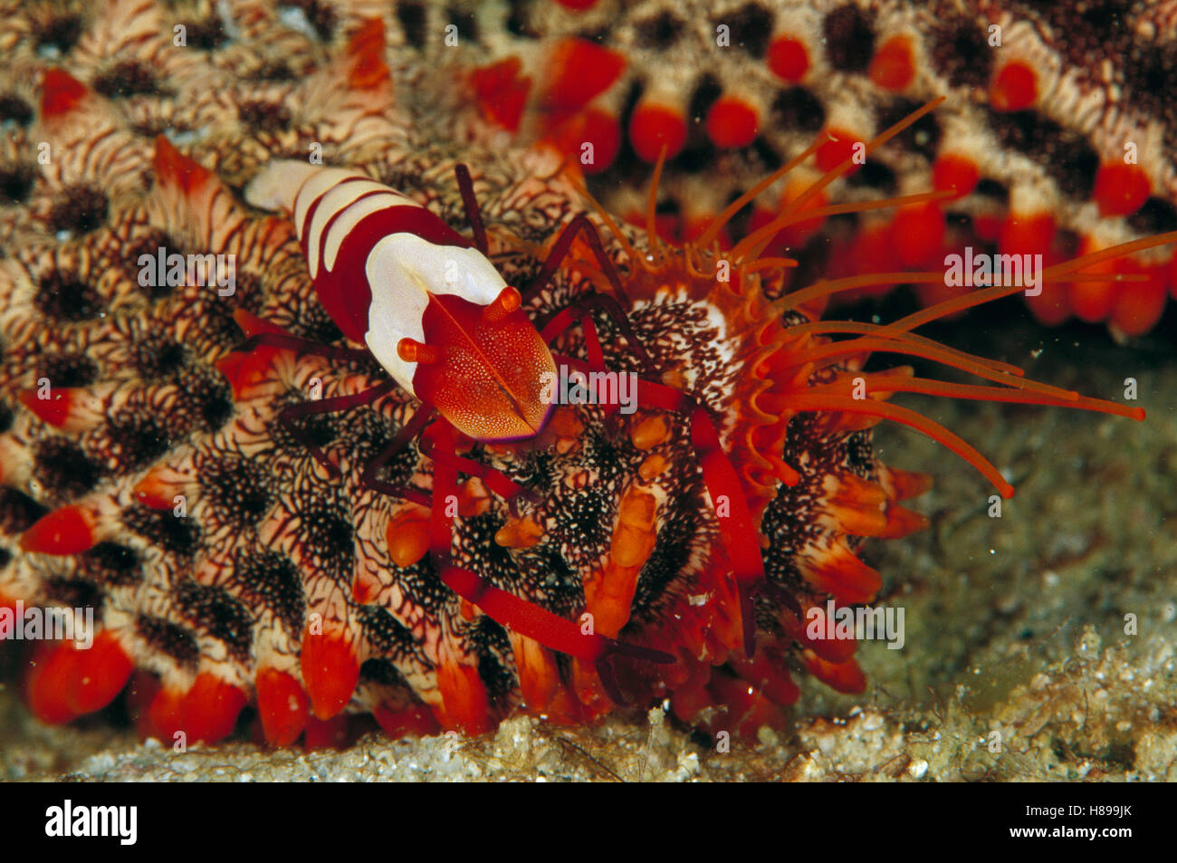 Emperor Shrimp (Periclimenes imperator) on Sea Star, 90 feet deep ...