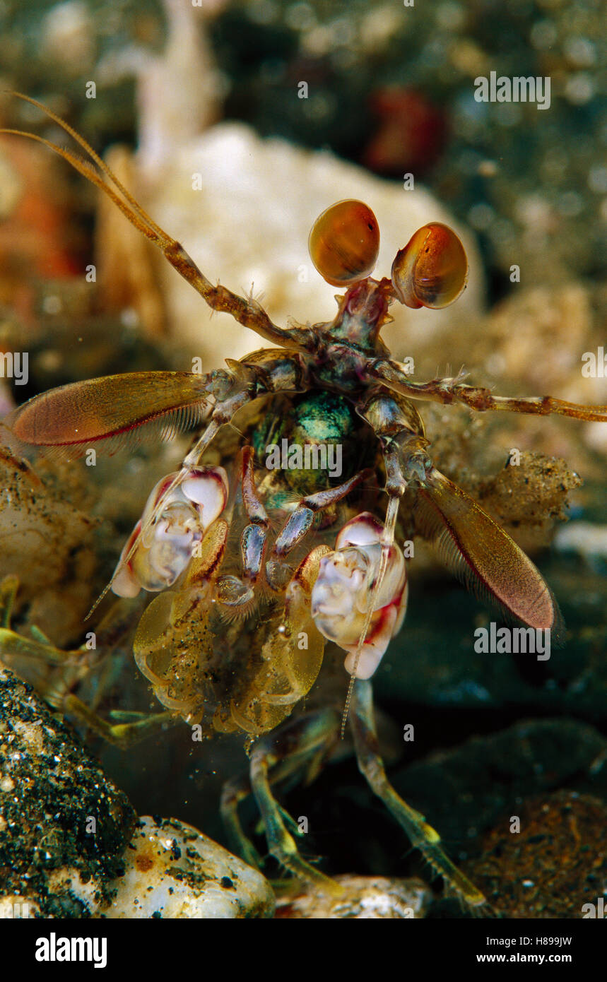 Mantis Shrimp (Odontodactylus scyllarus) 50 feet deep, Papua New Guinea ...