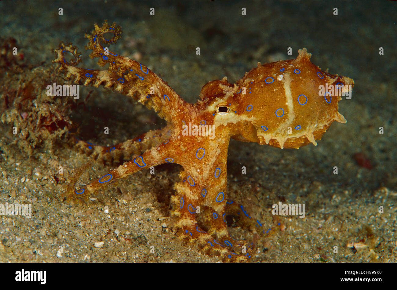 Greater Blue-ringed Octopus (Hapalochlaena lunulata) 60 feet deep ...
