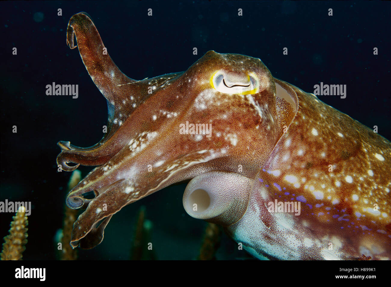 Cuttlefish (Sepia sp) 60 feet deep, Papua New Guinea Stock Photo - Alamy