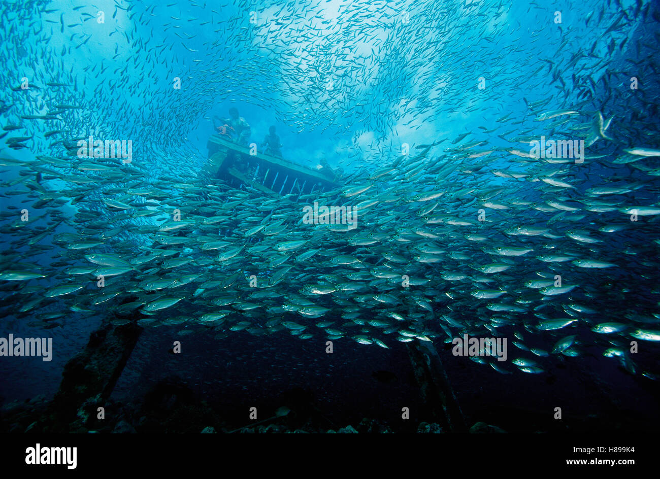 Baitfish under pier, 10 feet deep, Papua New Guinea Stock Photo - Alamy