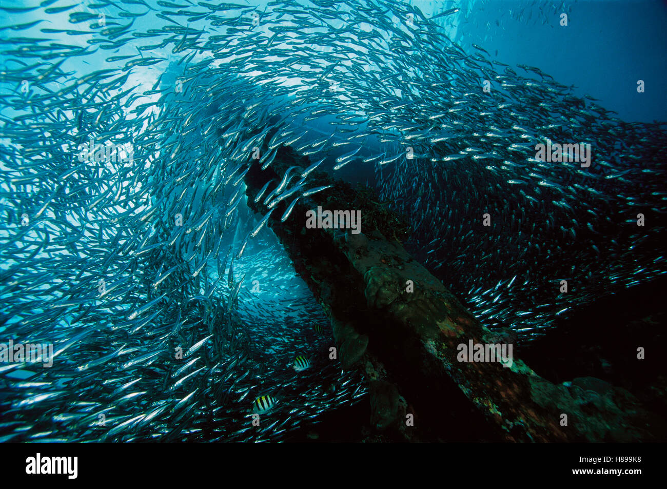 Baitfish, schooling around piling under pier, 10 feet deep, Papua New ...