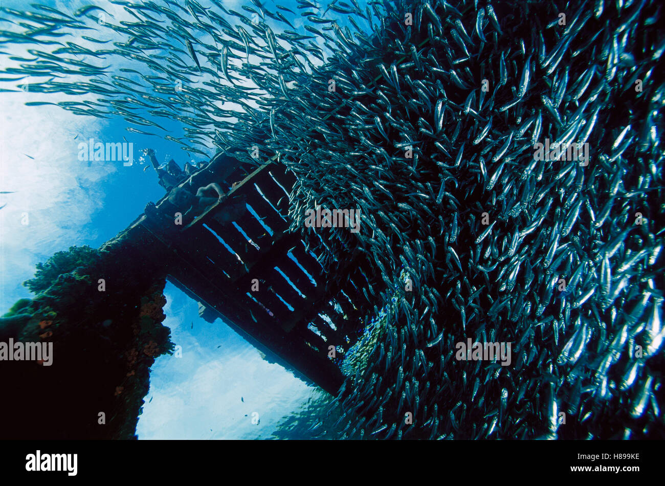 Baitfish schooling under pier, 10 feet deep, Papua New Guinea Stock ...