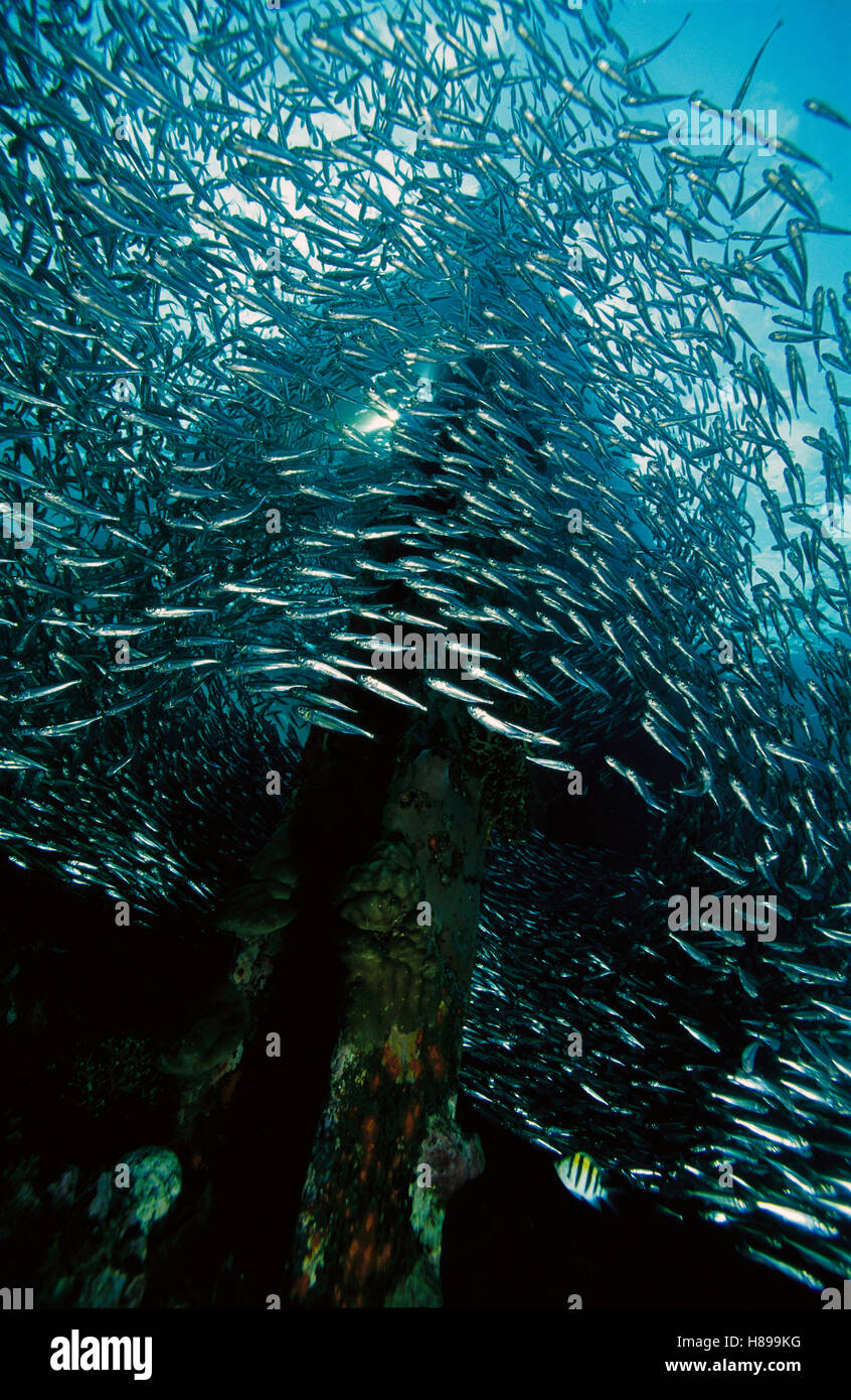 Baitfish schooling around piling, 10 feet deep, Papua New Guinea Stock ...