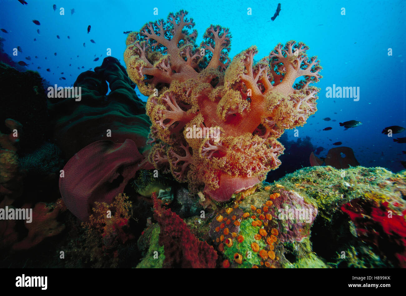 Soft Coral (Dendronephthya sp) outcroppings 60 feet deep, Papua New ...