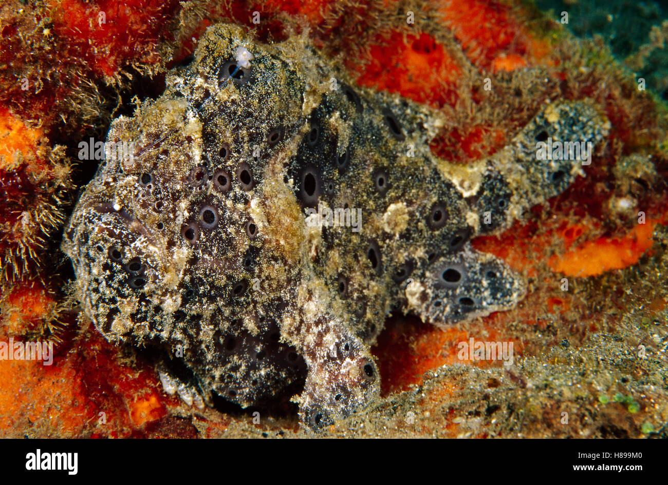 Frogfish (Antennarius sp) 30 feet deep, Papua New Guinea Stock Photo ...