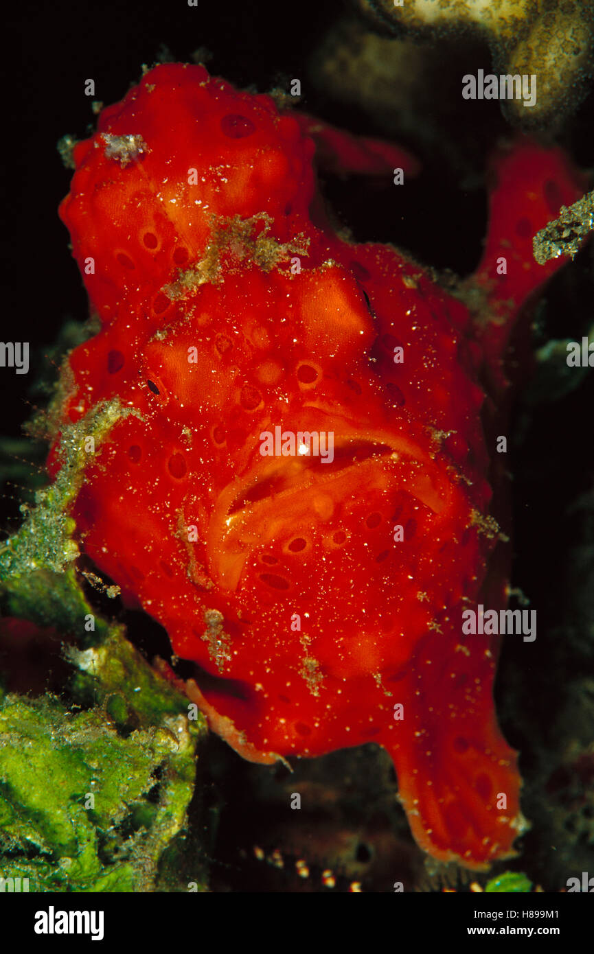 Frogfish (Antennarius sp) 30 feet deep, Papua New Guinea Stock Photo ...